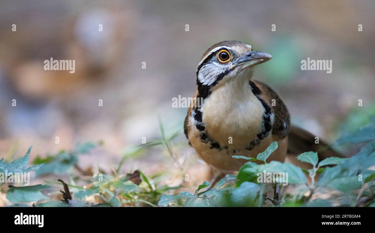 greater necklaced laughing thrush, greater necklaced laughingthrush ...