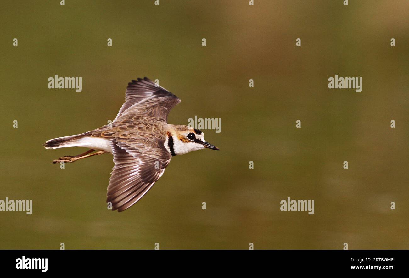Charadrius collaris hi-res stock photography and images - Alamy