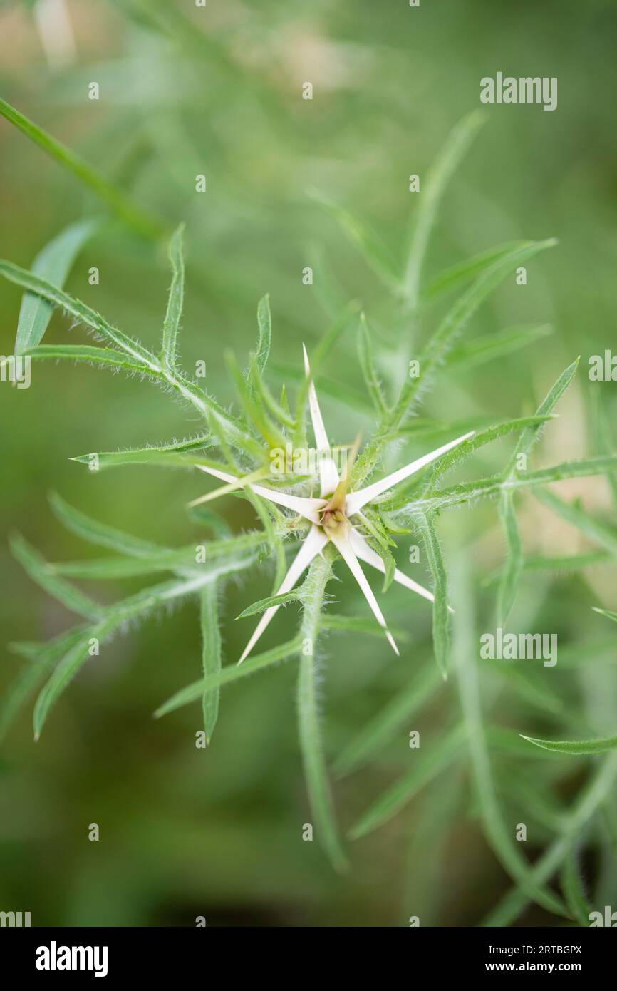 caltrops, purple star-thistle, purple star thistle, red star-thistle ...