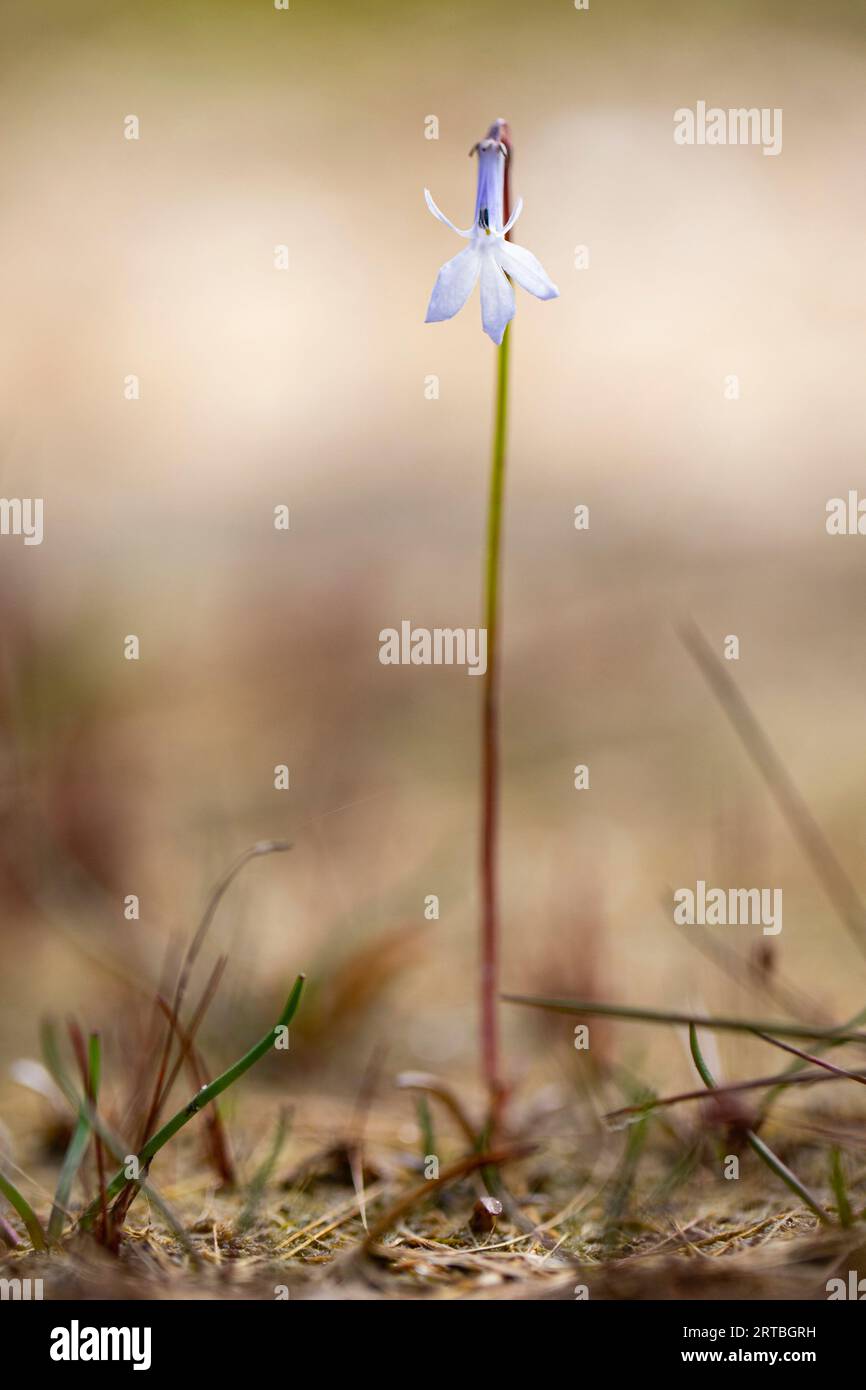 water lobelia (Lobelia dortmanna), blooming, Netherlands, Drenthe Stock ...
