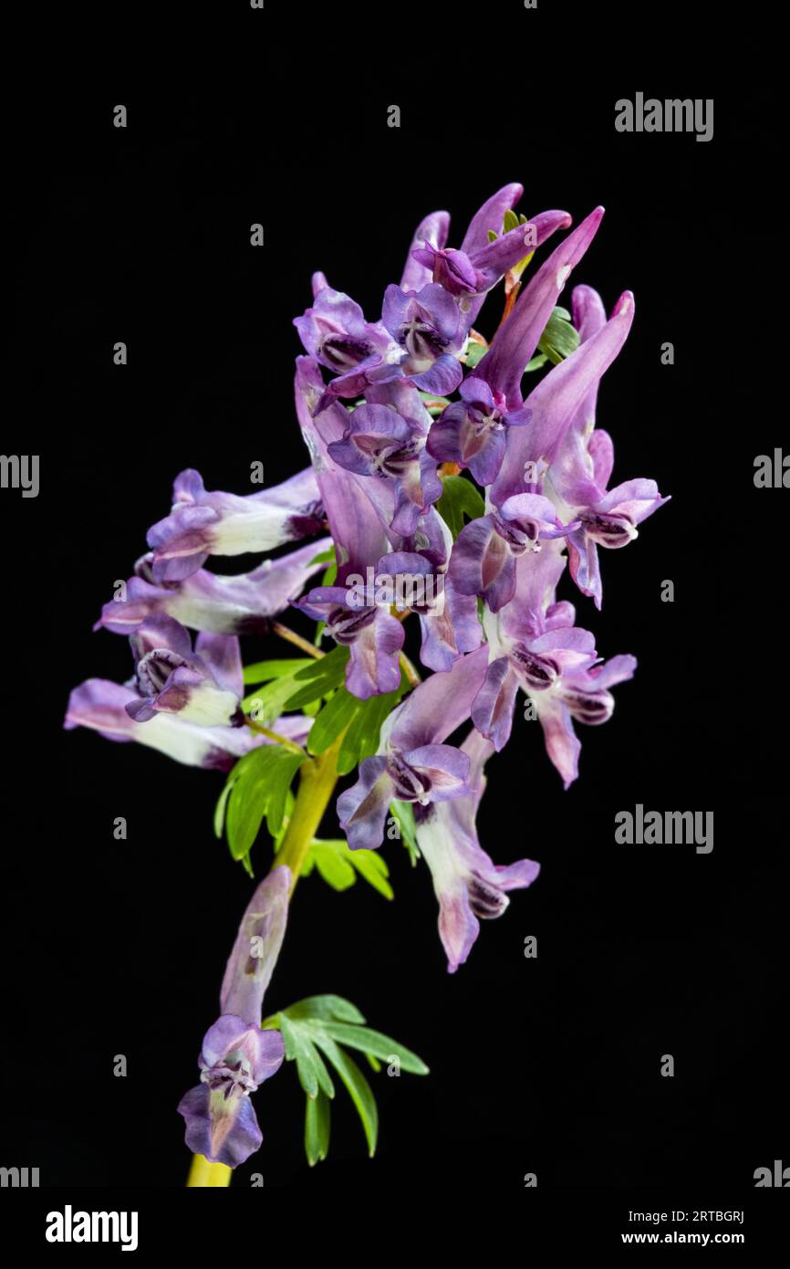 Solid-tubered corydalis, Bird in a Bush, Fumewort (Corydalis solida ...