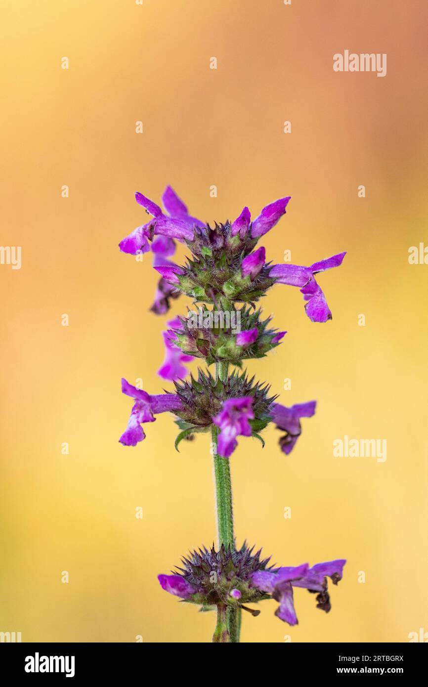 Betony, Wood betony, Purple betony, Bishopwort (Betonica officinalis ...