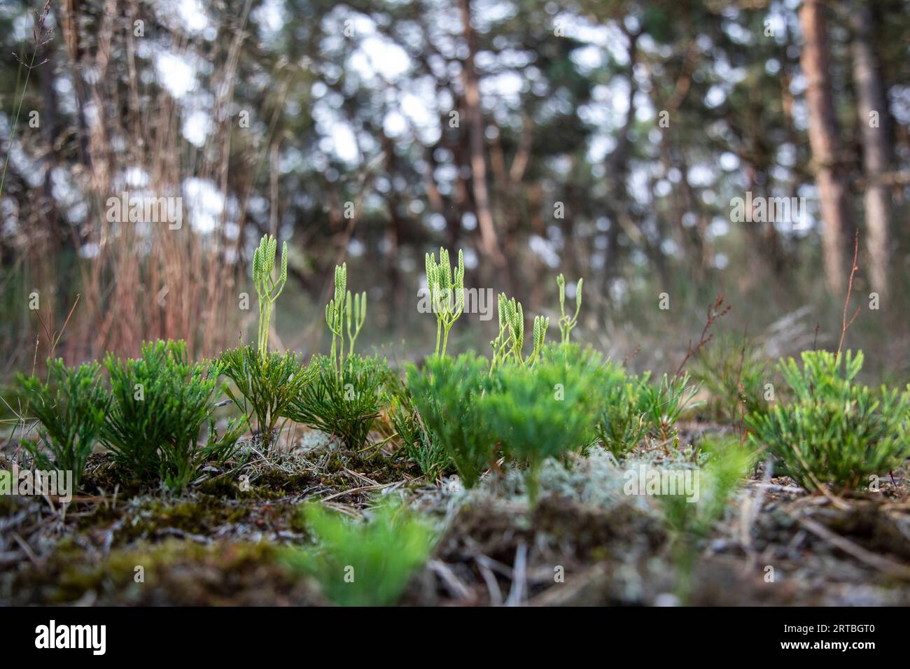 blue clubmoss, blue ground-cedar, ground pine, deep-rooted running-pine ...