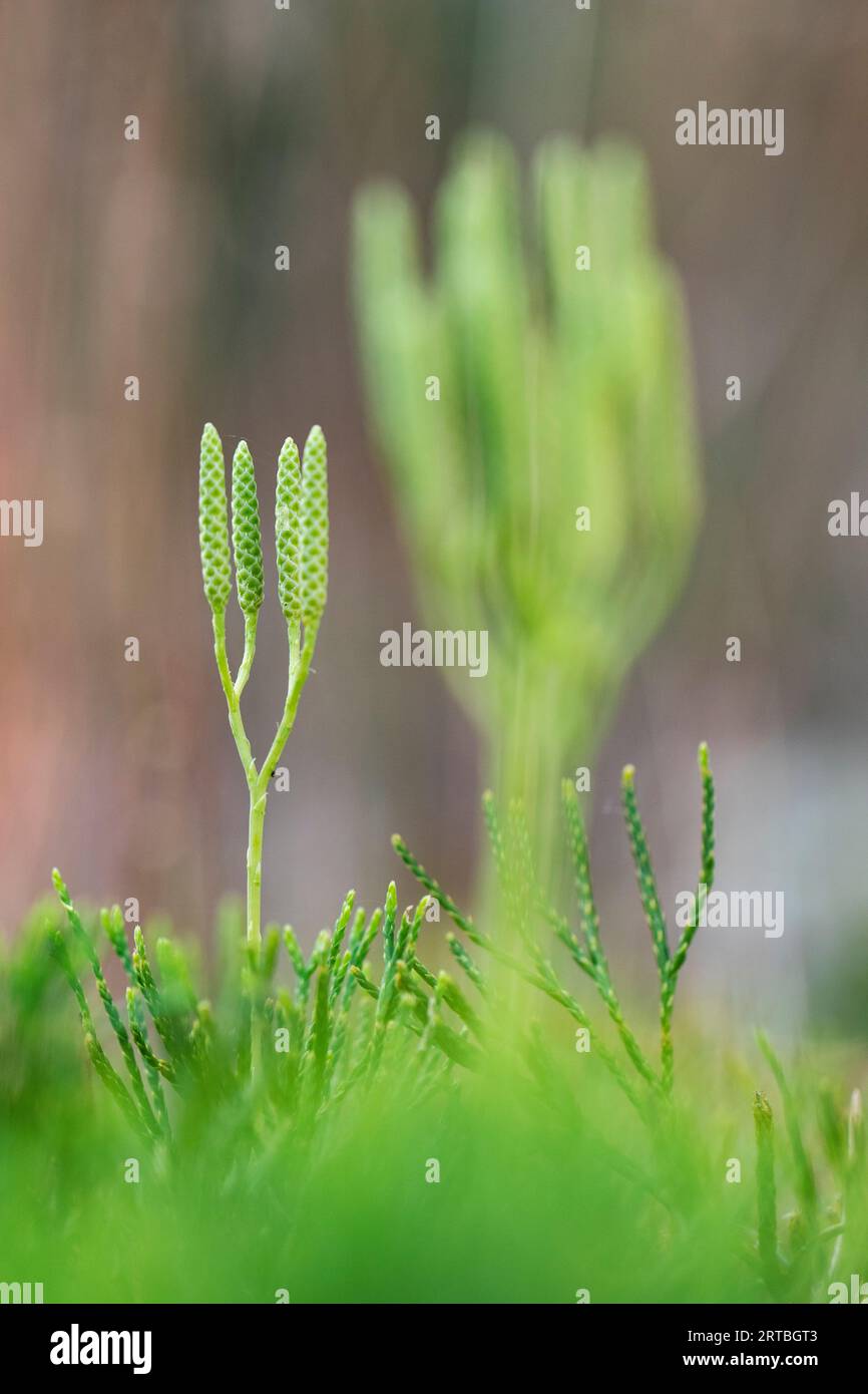 blue clubmoss, blue ground-cedar, ground pine, deep-rooted running-pine ...