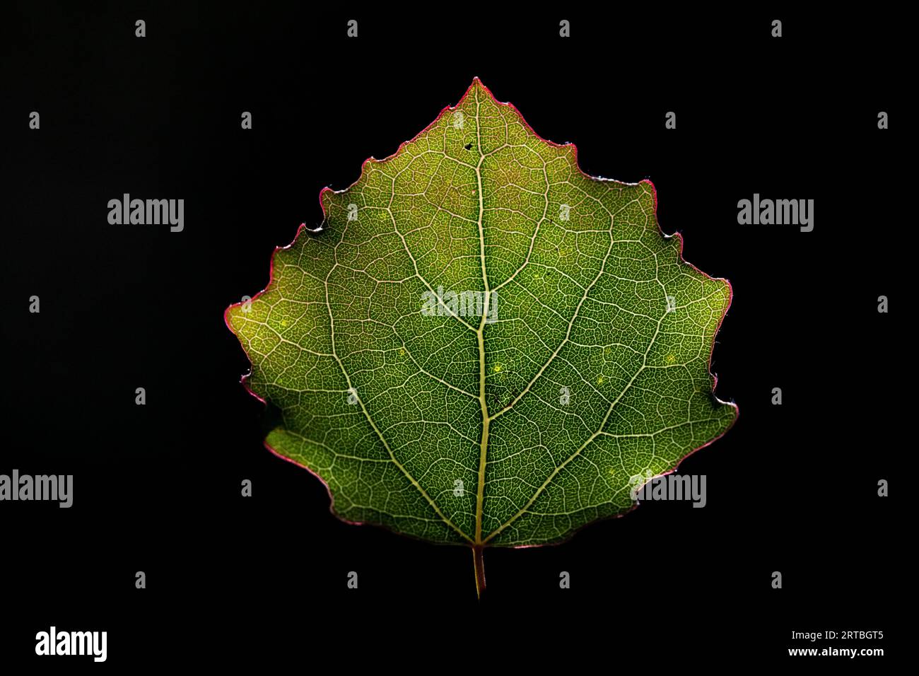 European aspen (Populus tremula), leaf against black background ...