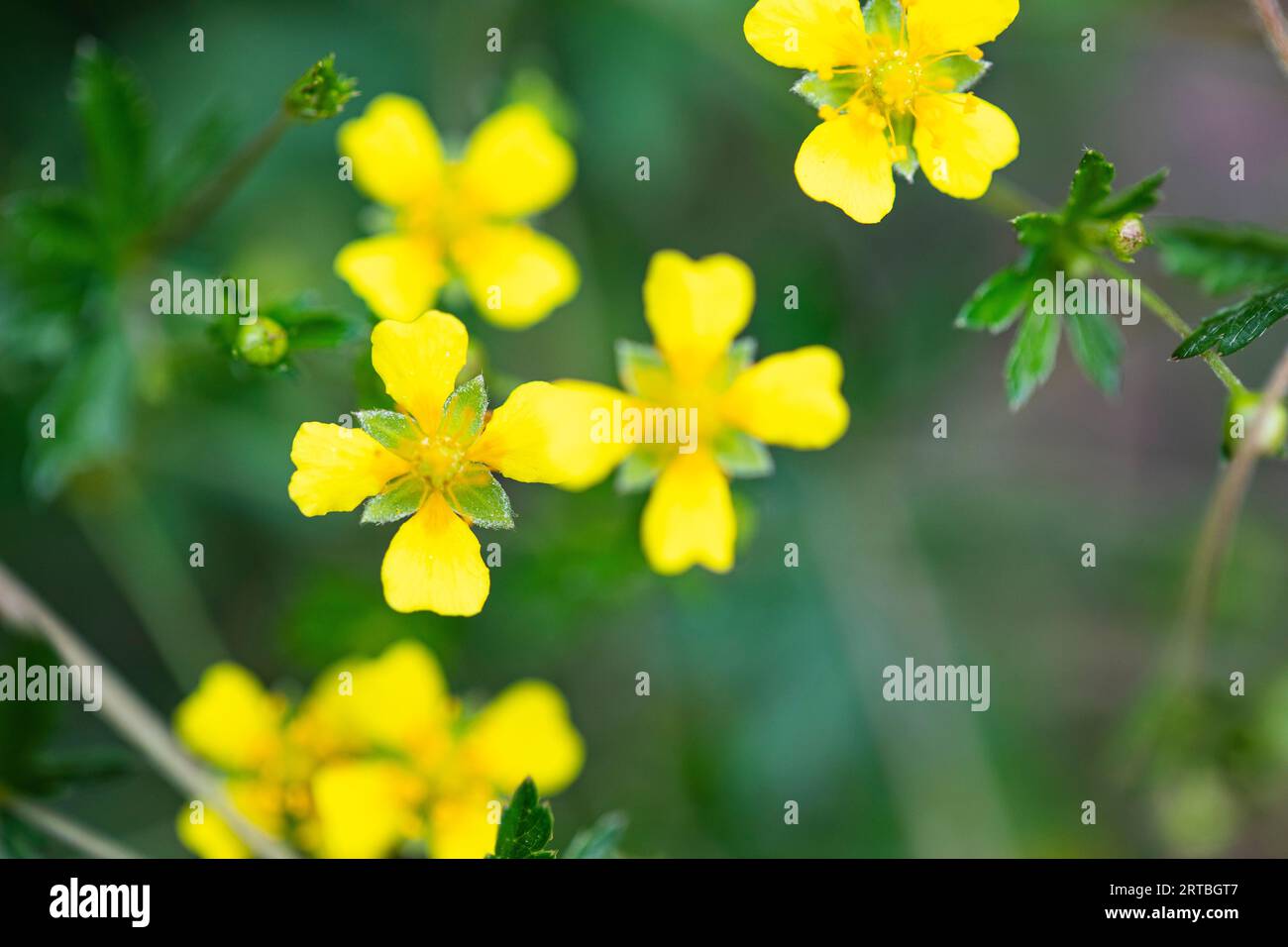 common tormentil (Potentilla erecta), blooming, Netherlands, Frisia ...