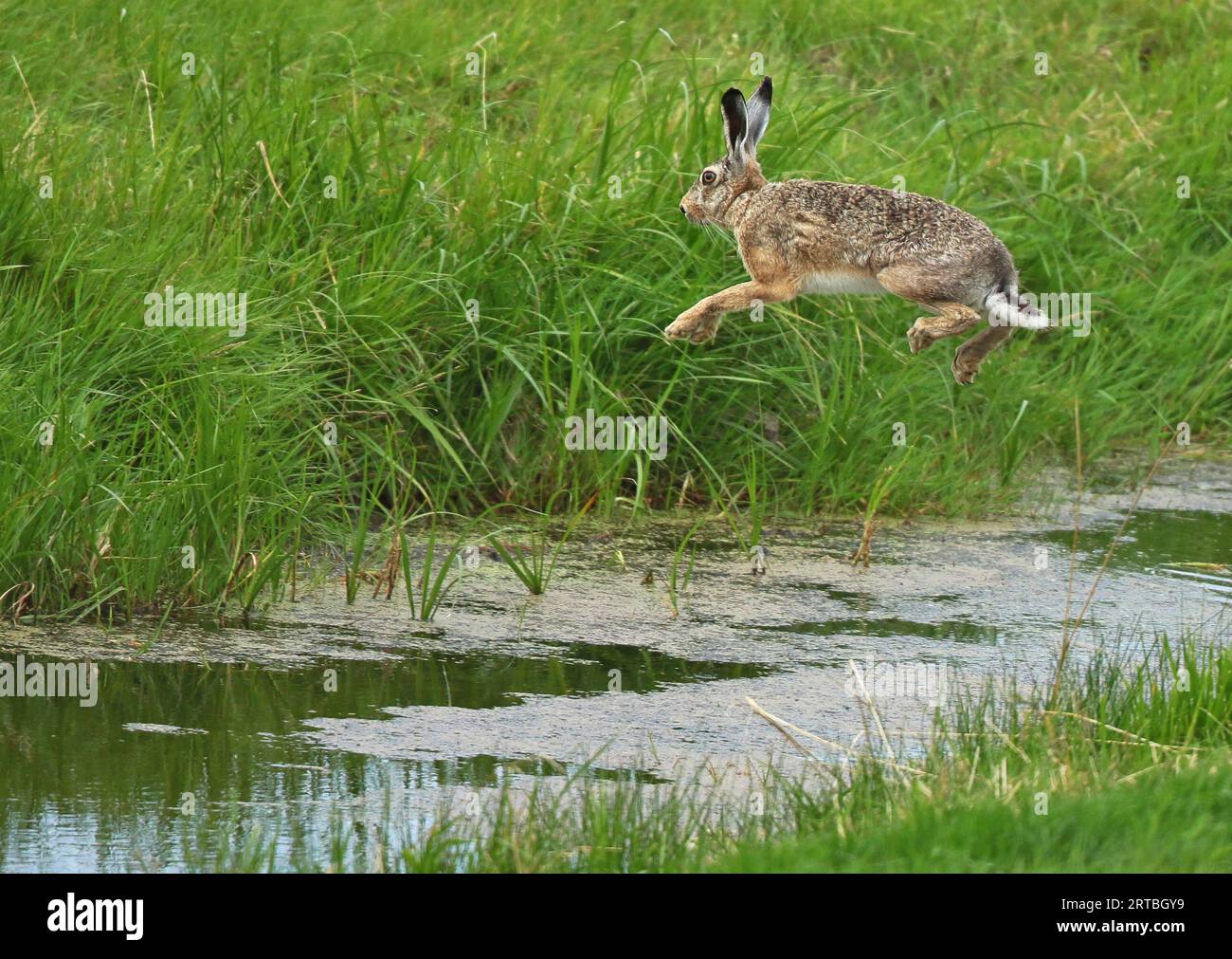 European hare, Brown hare (Lepus europaeus), jumping over a water ditch ...