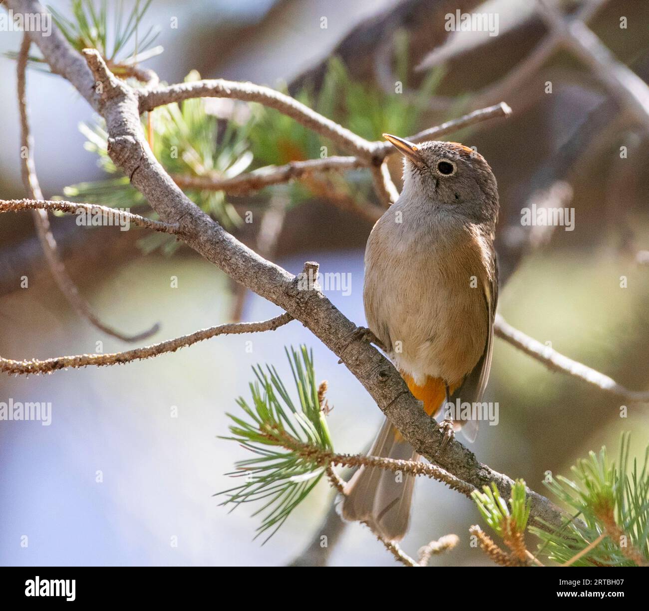 colima warbler (Leiothlypis crissalis, Vermivora crissalis), sitting on ...