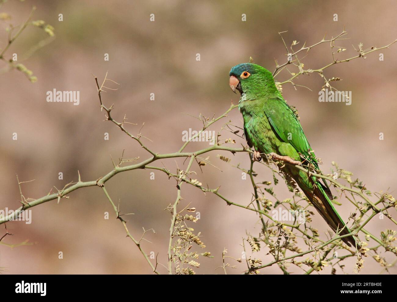 blue-crowned parakeet, blue-crowned conure, sharp-tailed conure ...