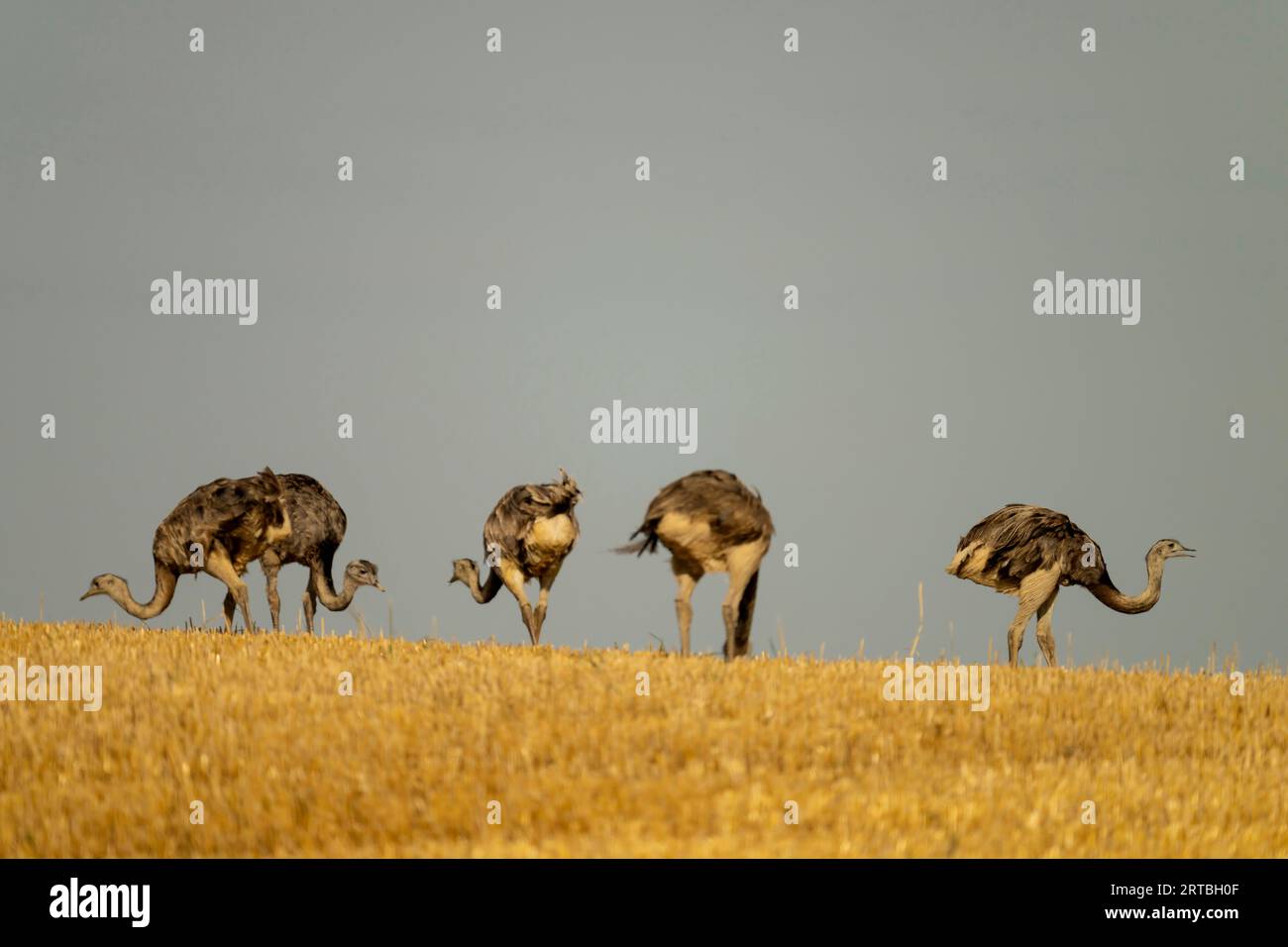 greater rhea (Rhea americana), five greater rheas foraging on a stubble ...