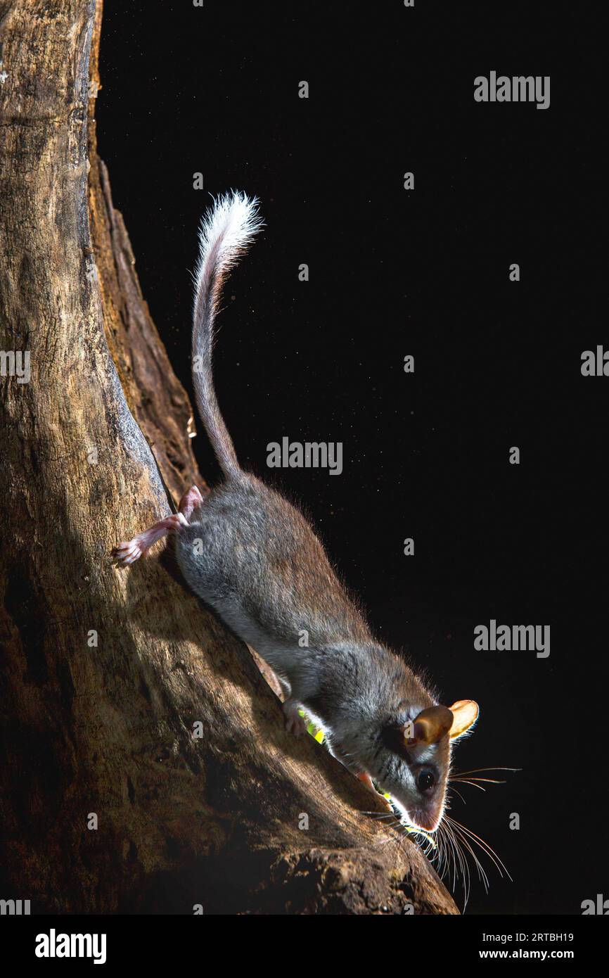 Garden dormouse (Eliomys quercinus), climbing down a tree trunk at ...