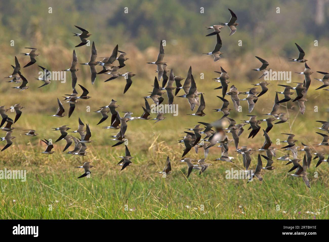Common sandpiper flight hi-res stock photography and images - Alamy