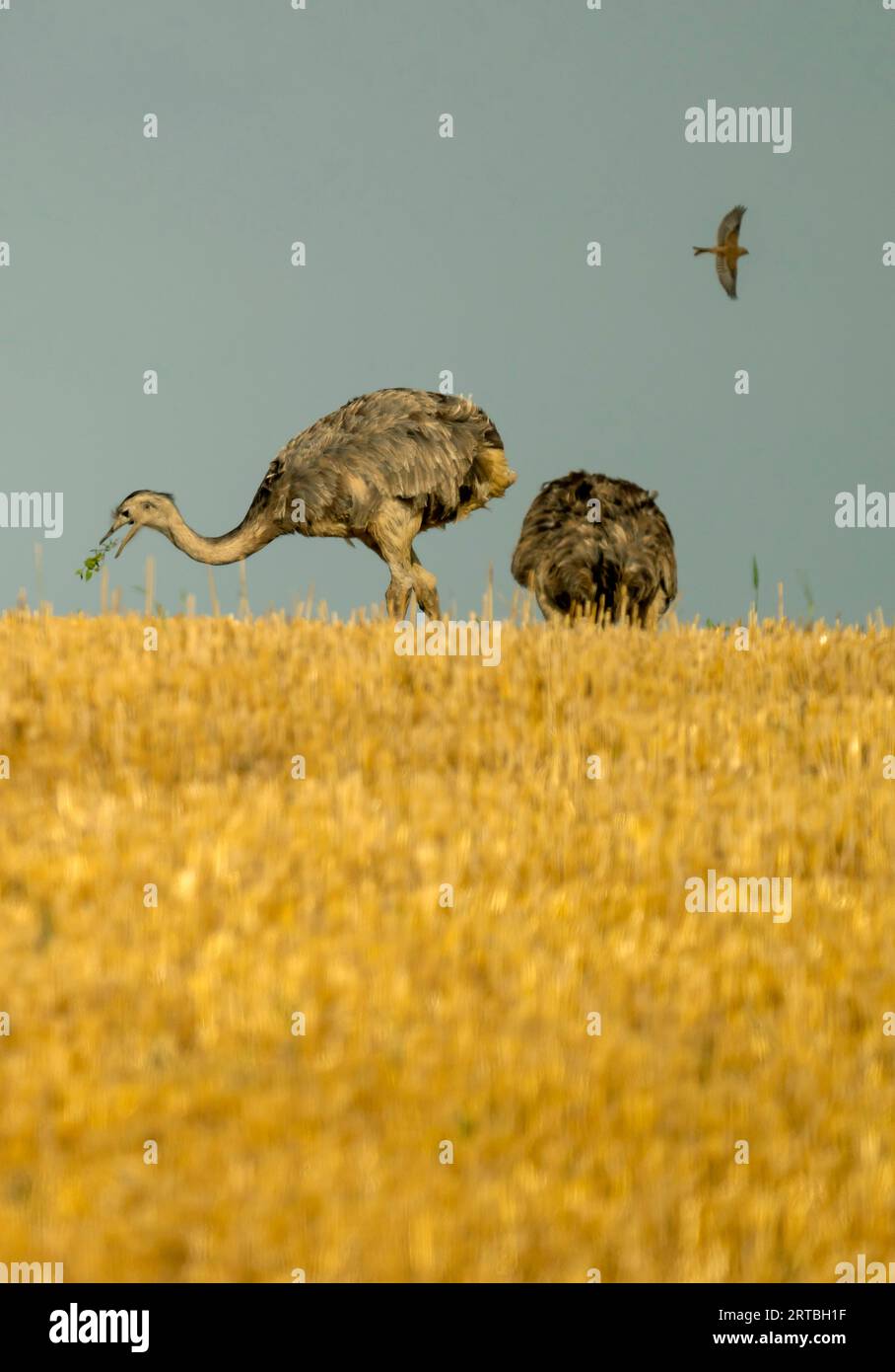 greater rhea (Rhea americana), two greater rheas foraging on a stubble ...