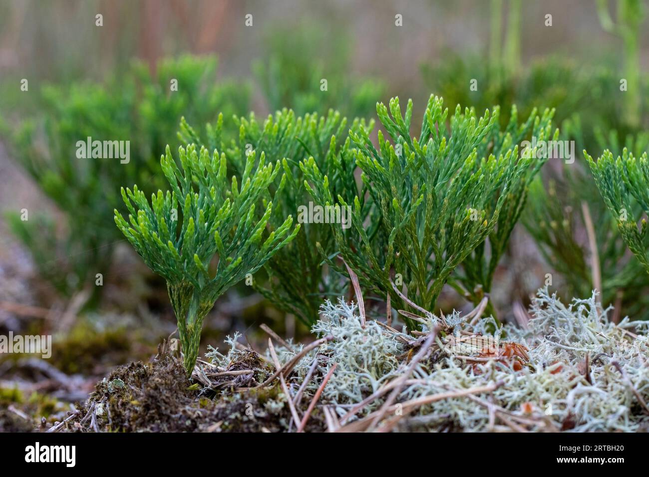 blue clubmoss, blue ground-cedar, ground pine, deep-rooted running-pine ...
