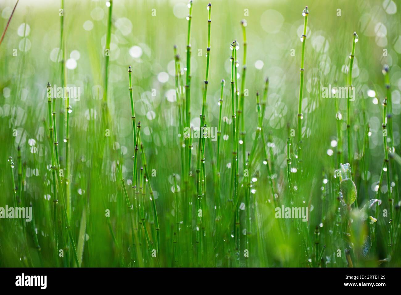 variegated horsetail, variegated scouring-rush (Equisetum variegatum ...