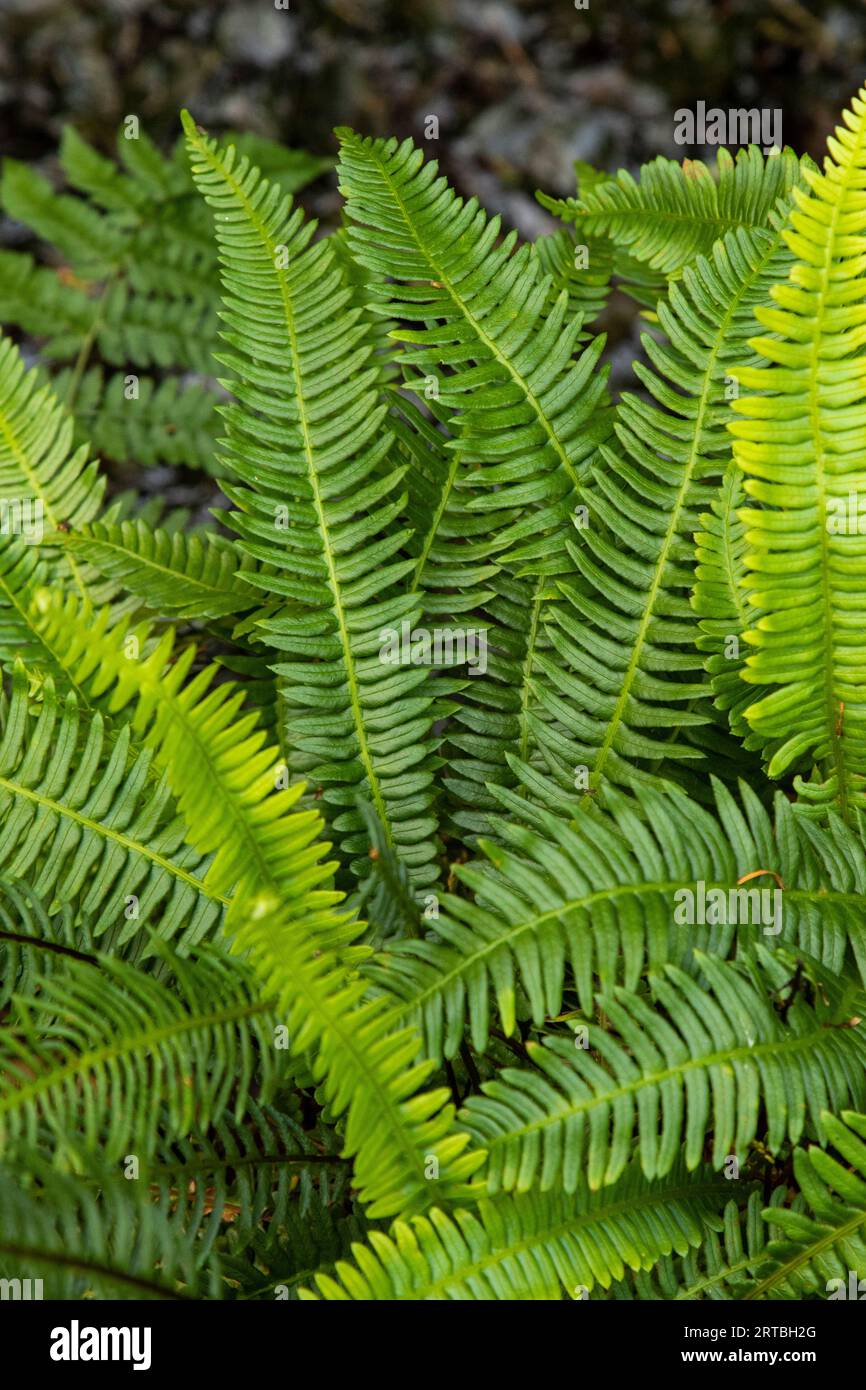 hard-fern, deer fern (Blechnum spicant, Struthiopteris spicant), leaves ...