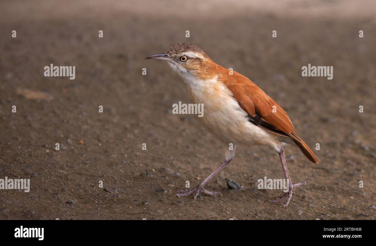 Pacific Hornero (Furnarius leucopus cinnamomeus, Furnarius cinnamomeus ...