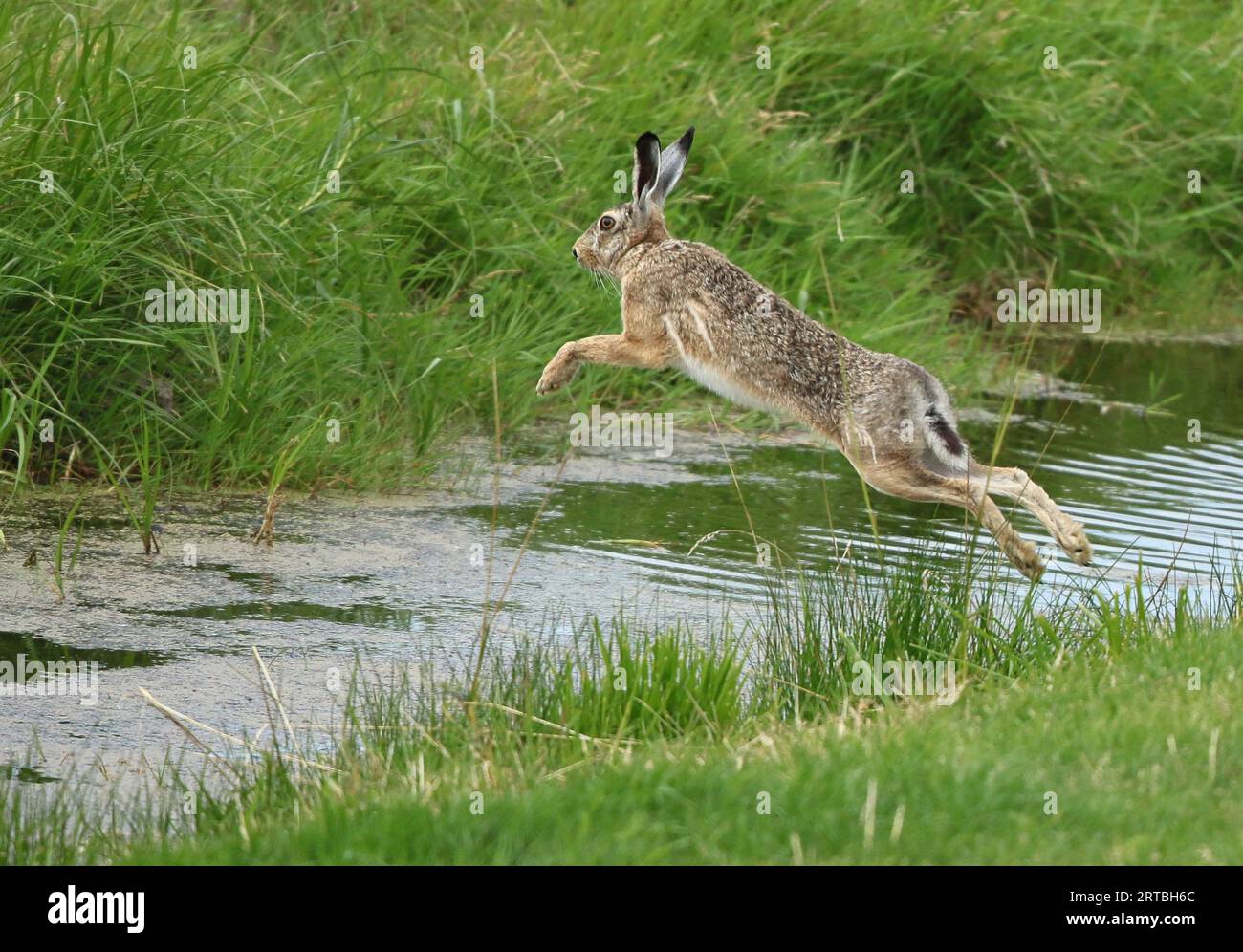 European hare, Brown hare (Lepus europaeus), jumping over a water ditch ...