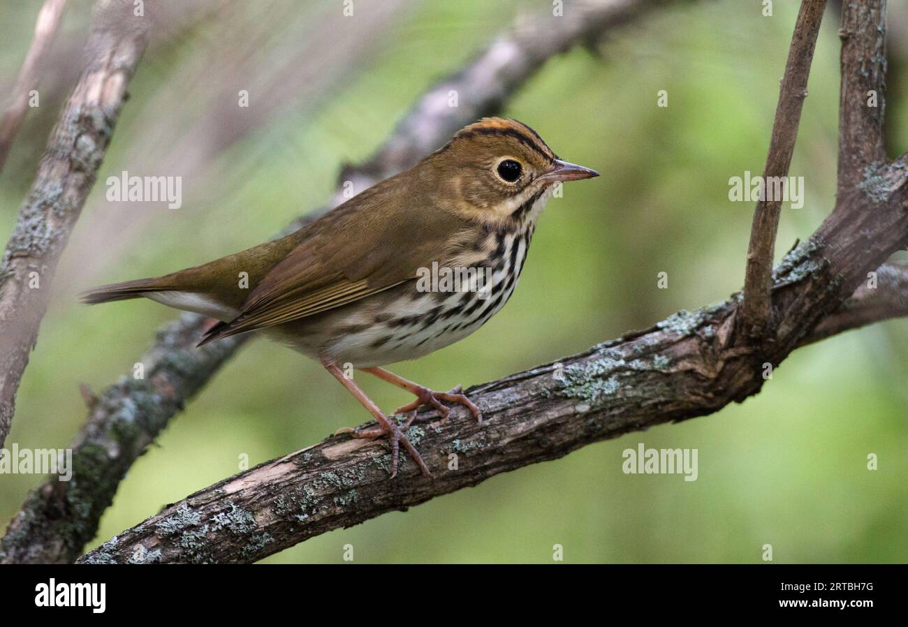 Ovenbird (Seiurus aurocapilla, Seiurus aurocapillus), adult during ...