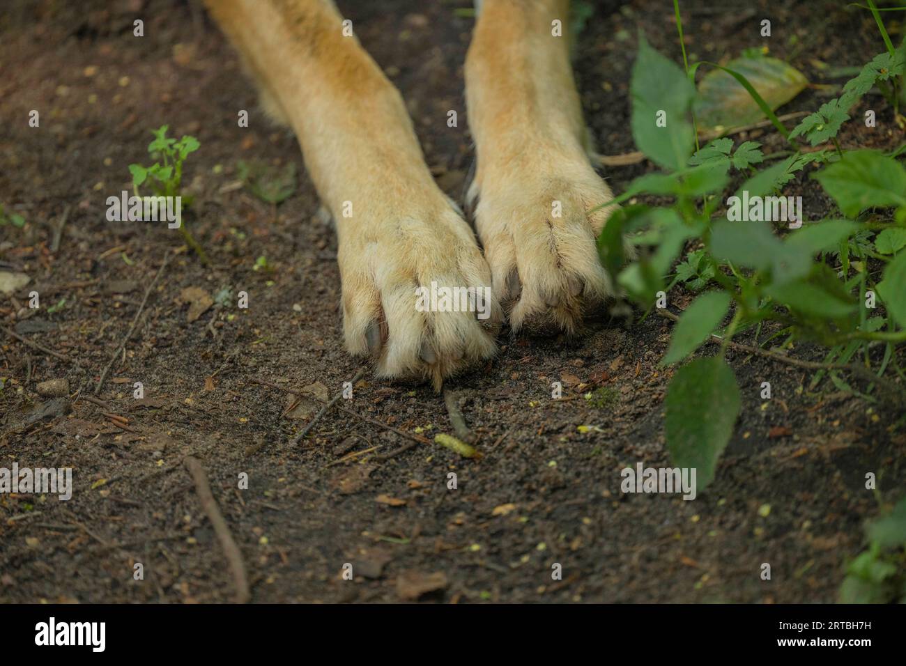 European gray wolf (Canis lupus lupus), fore-paws with white claws ...
