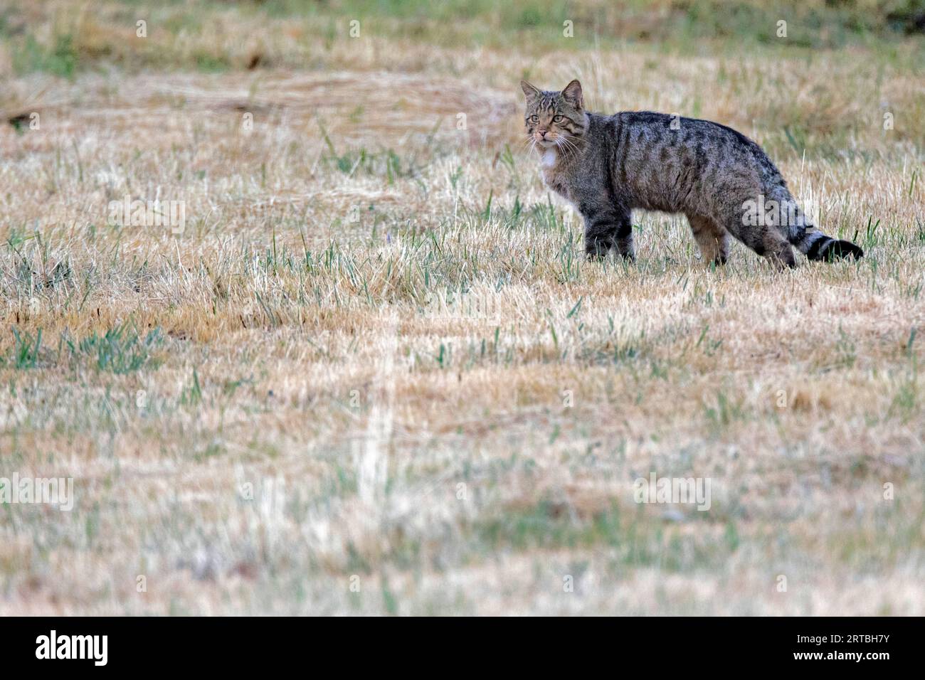 European wildcat, forest wildcat (Felis silvestris silvestris ...