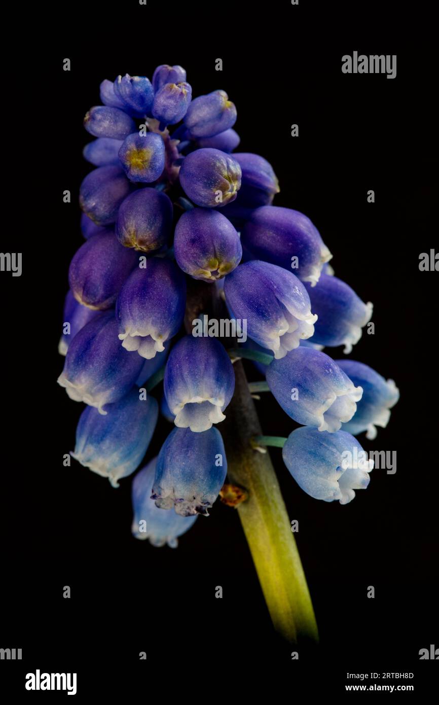small grape hyacinth, common grape hyacinth (Muscari botryoides ...