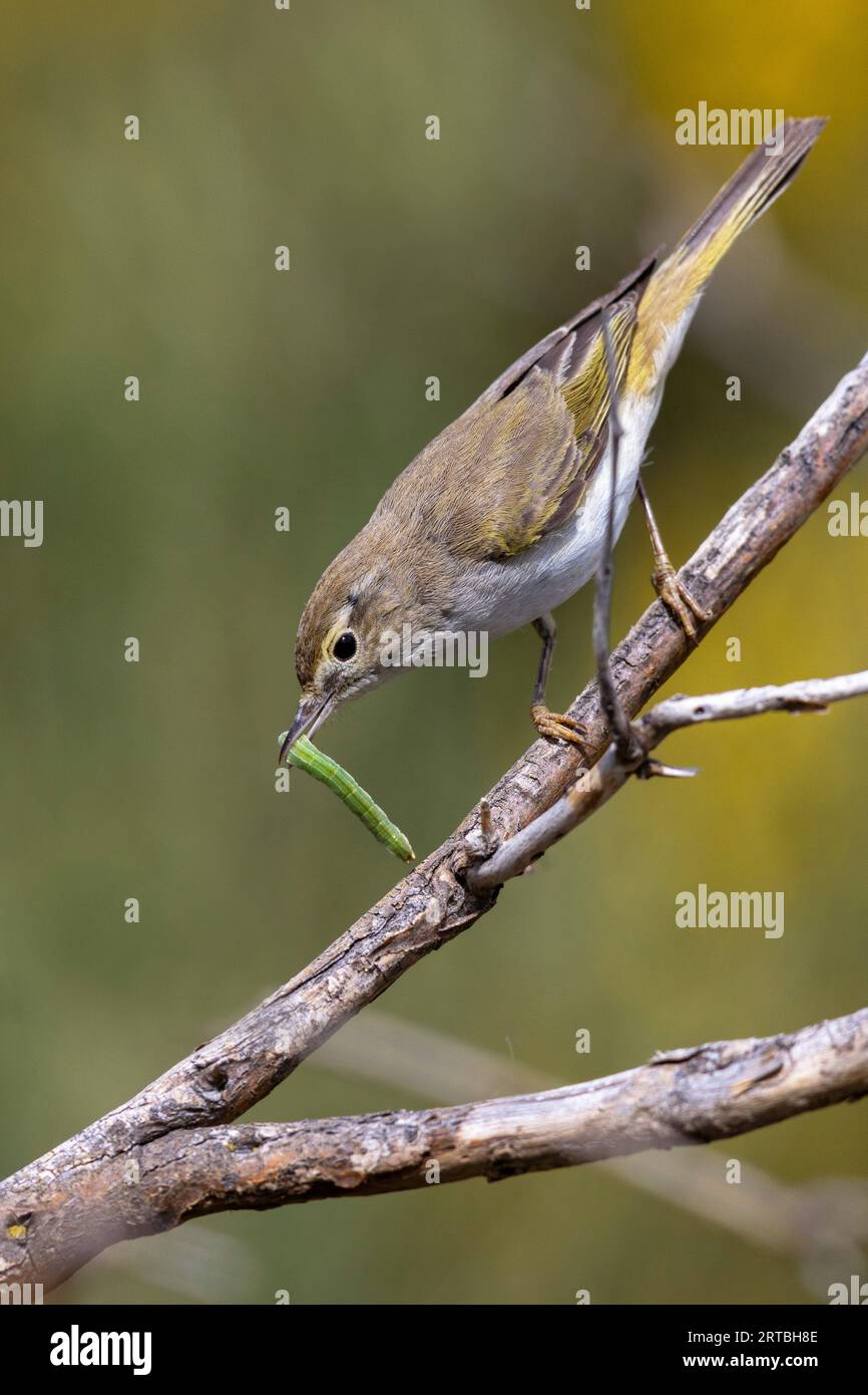 bonelli's warbler (Phylloscopus bonelli), male with caterpillar in the ...