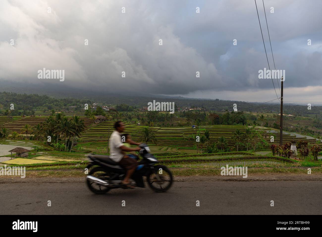 A motorist drives past the UNESCO rice fields of Jatiluwih, Bali ...