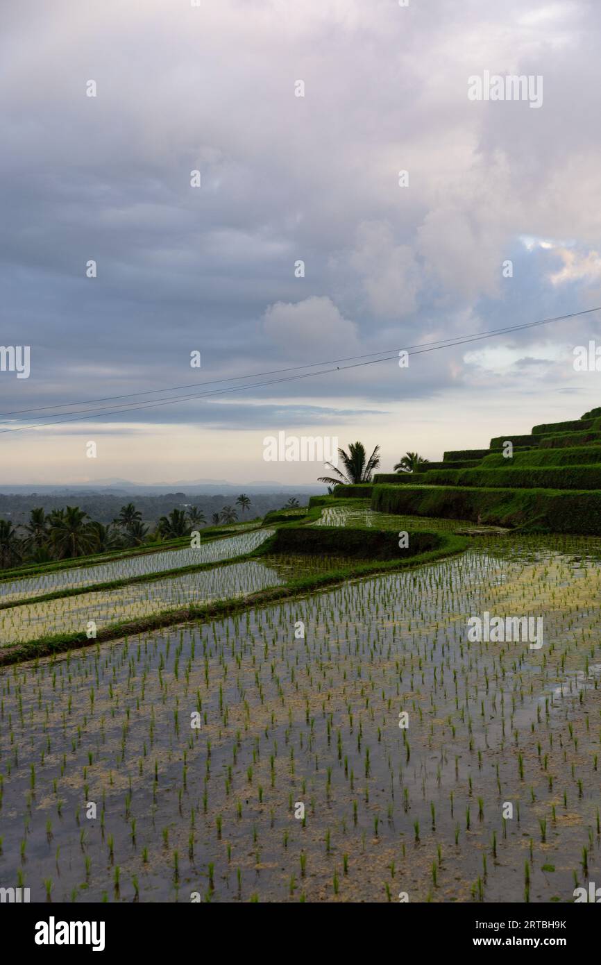 Breathtaking landscapes of the UNESCO rice terraces in Jatiluwih, Bali ...