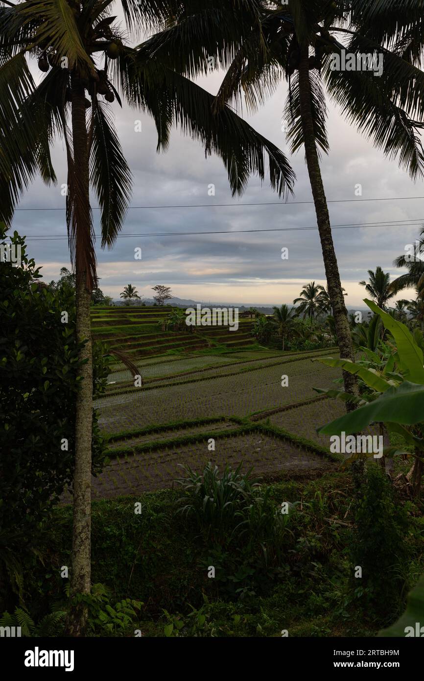 Breathtaking landscapes of the UNESCO rice terraces in Jatiluwih, Bali ...