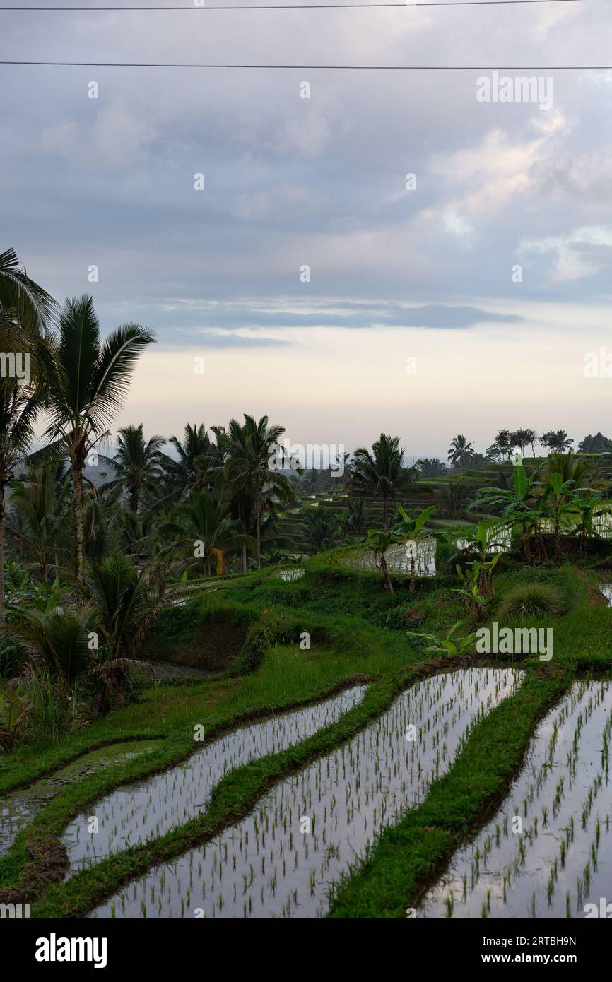 Breathtaking landscapes of the UNESCO rice terraces in Jatiluwih, Bali ...