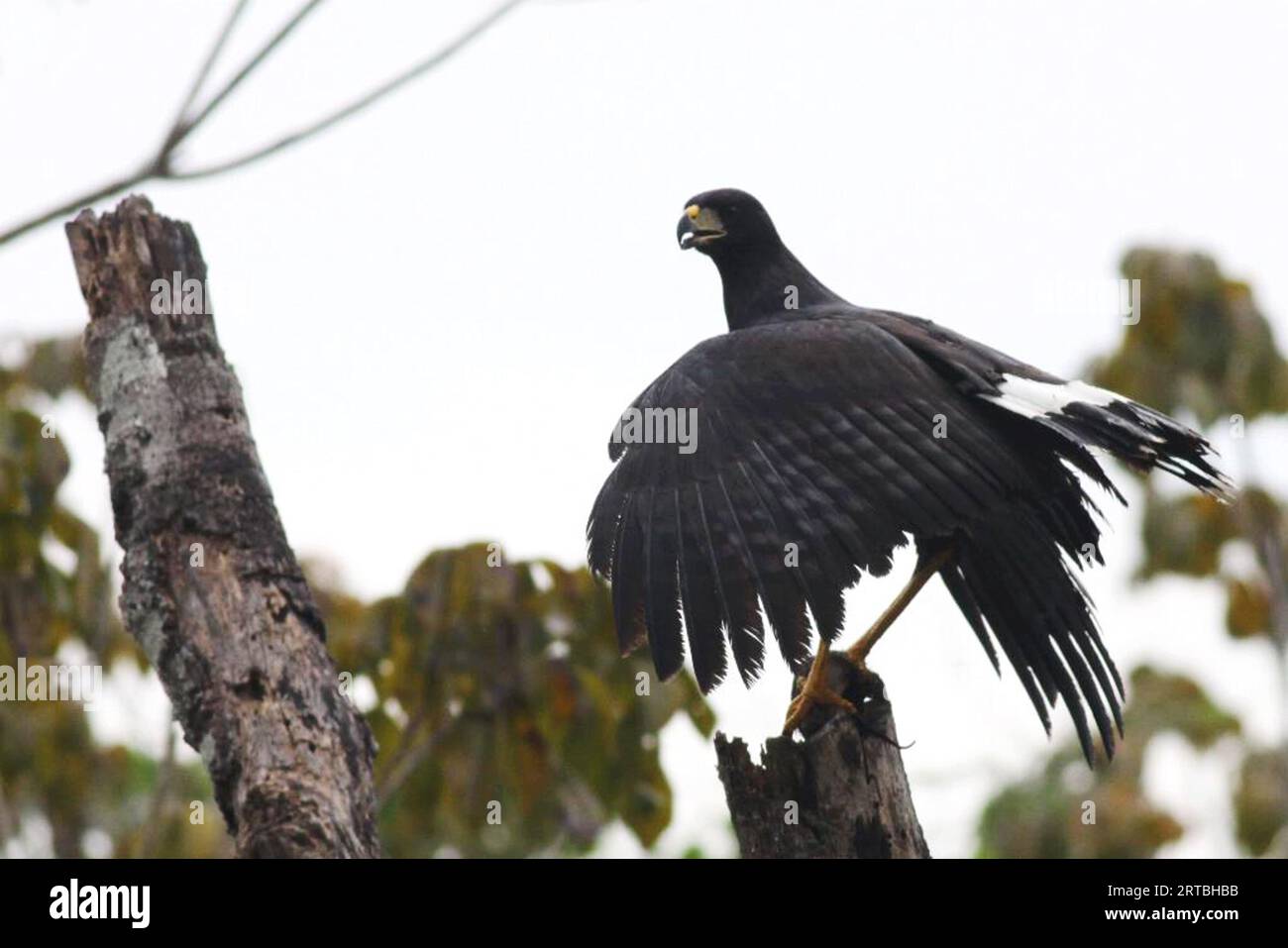 great black hawk (Buteogallus urubitinga), perching with wings spread ...
