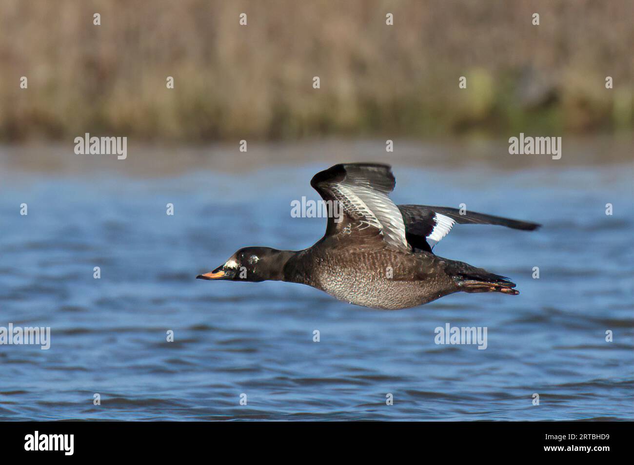 velvet scoter (Melanitta fusca), immature male in fight over water ...