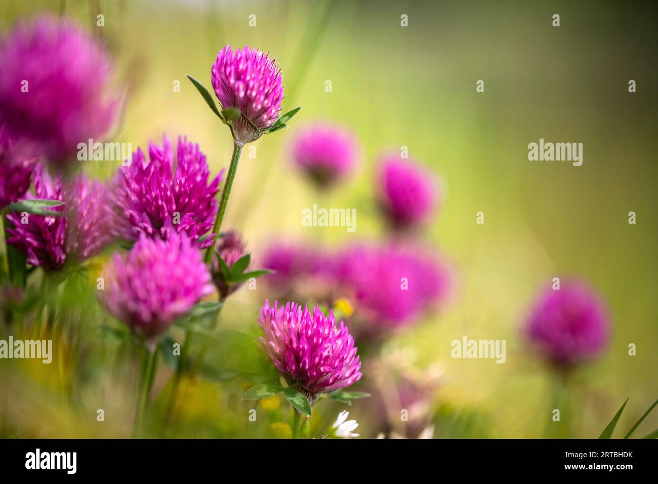 Purple dutch clover hi-res stock photography and images - Alamy