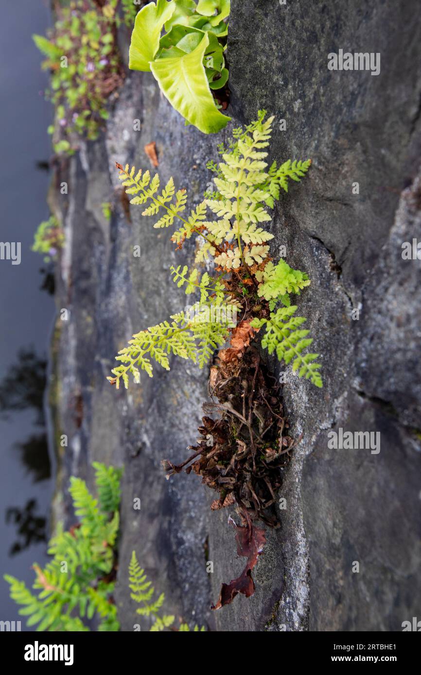 brittle bladder-fern, fragile fern (Cystopteris fragilis), growing at a ...
