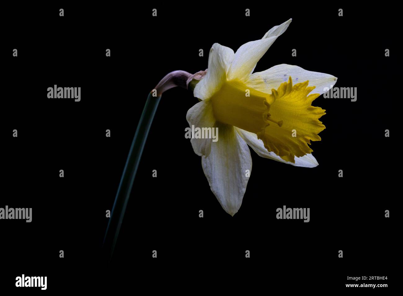 common daffodil (Narcissus pseudonarcissus), flower against black ...
