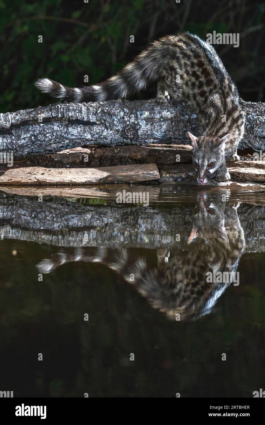 Small-spotted genet, Common genet (Genetta genetta), on a dead tree ...