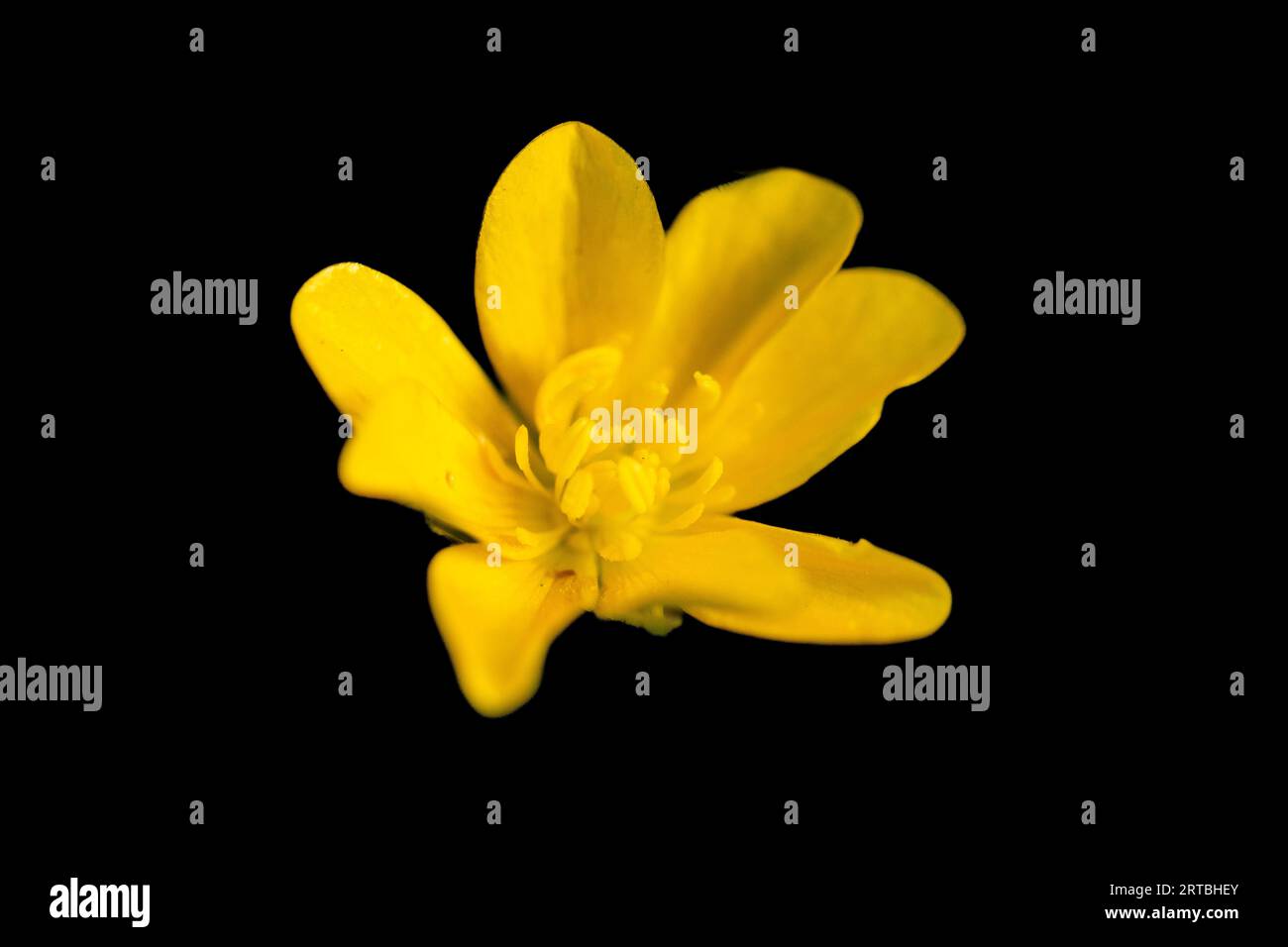 many-flowered buttercup (Ranunculus polyanthemoides, Ranunculus ...