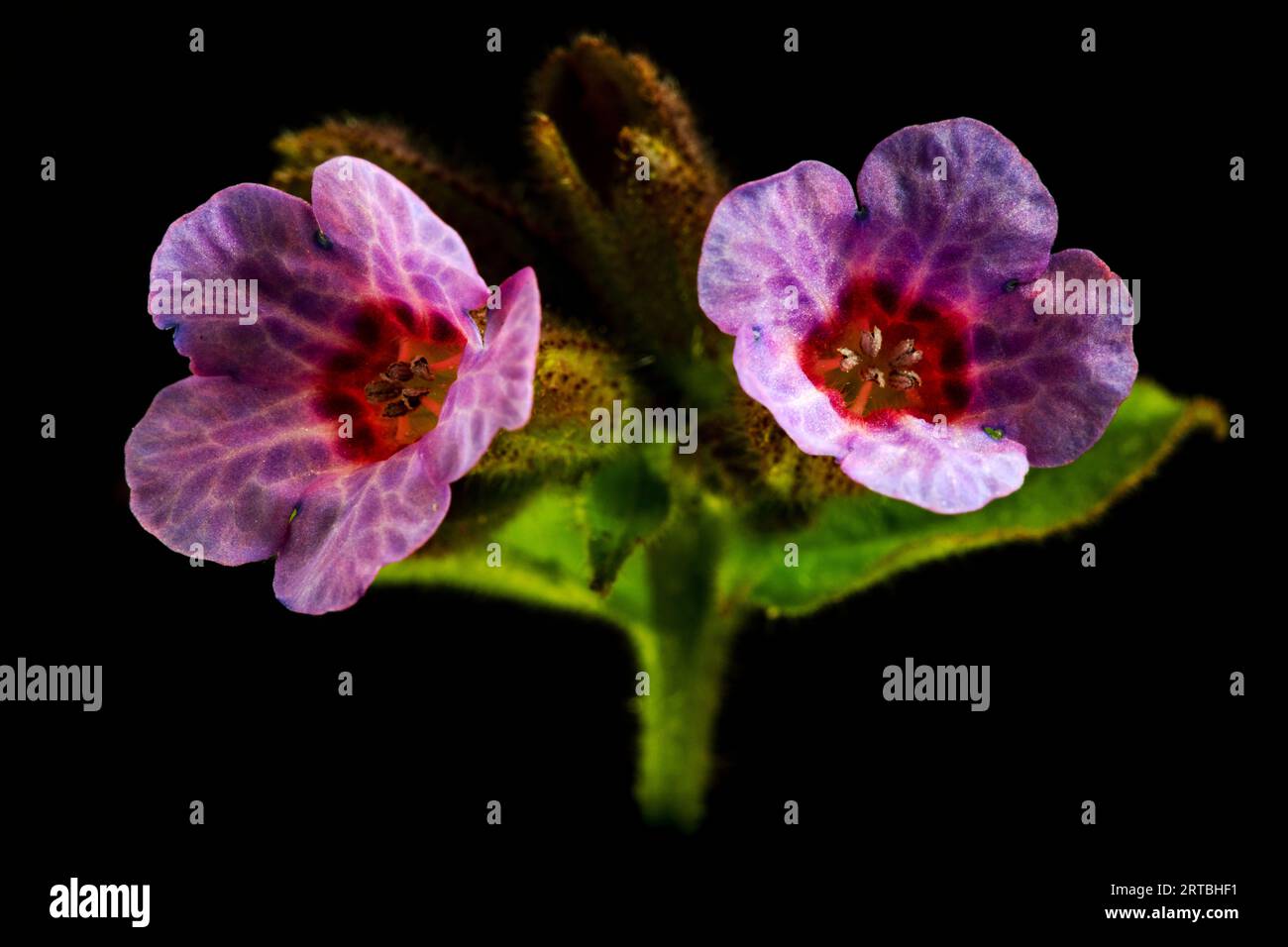 Common lungwort (Pulmonaria officinalis), flowers against black ...
