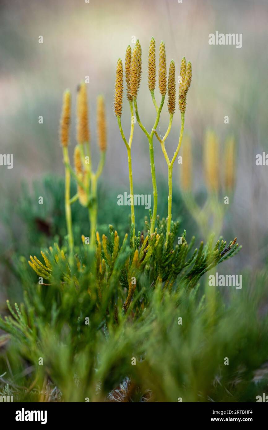 blue clubmoss, blue ground-cedar, ground pine, deep-rooted running-pine ...