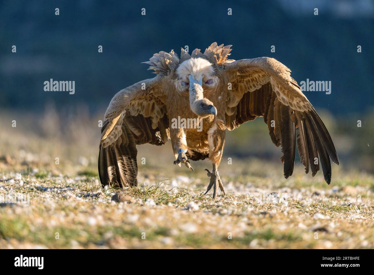 griffon vulture (Gyps fulvus), adult walking on the ground, Spain ...