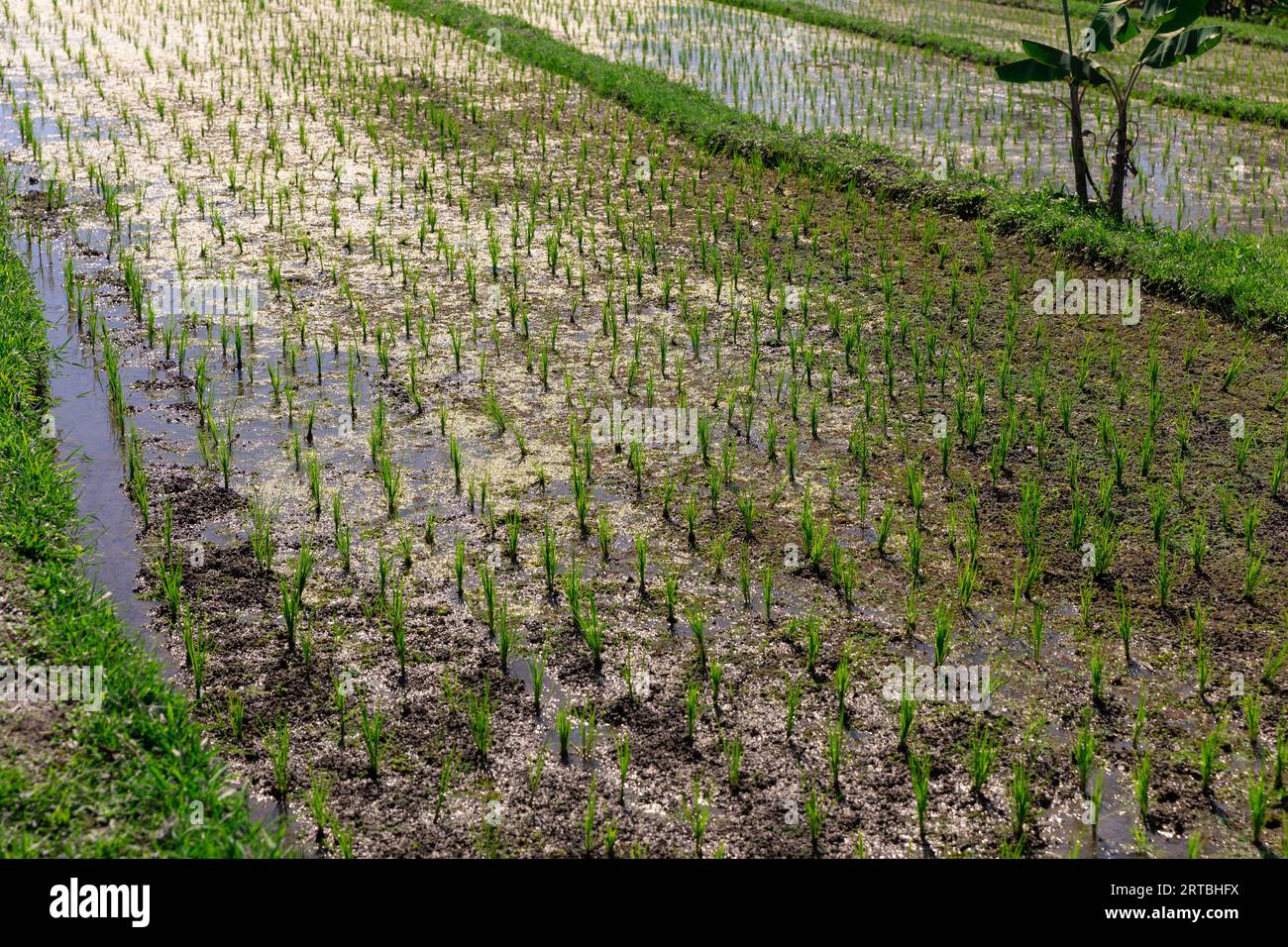 Paddy fields rice seedlings hi-res stock photography and images - Alamy