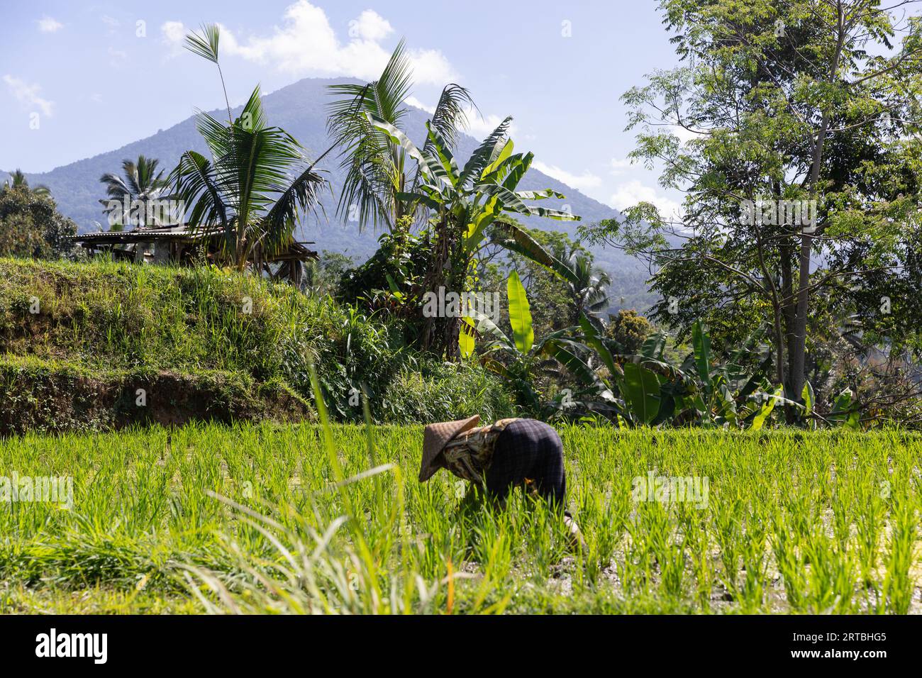 Balinese farmers working at the UNESCO rice terraces in Jatiluwih, Bali ...