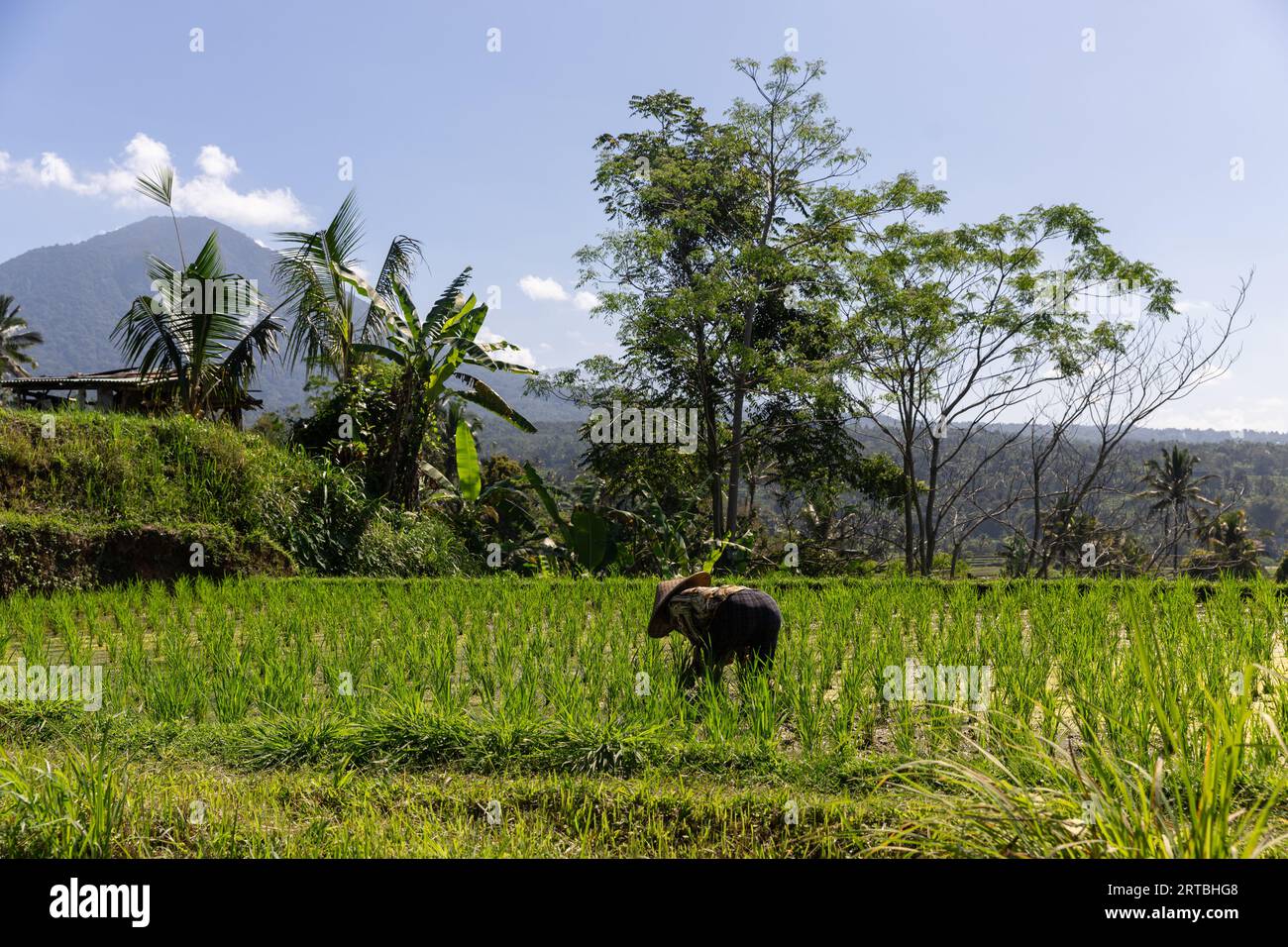 Balinese farmers working at the UNESCO rice terraces in Jatiluwih, Bali ...