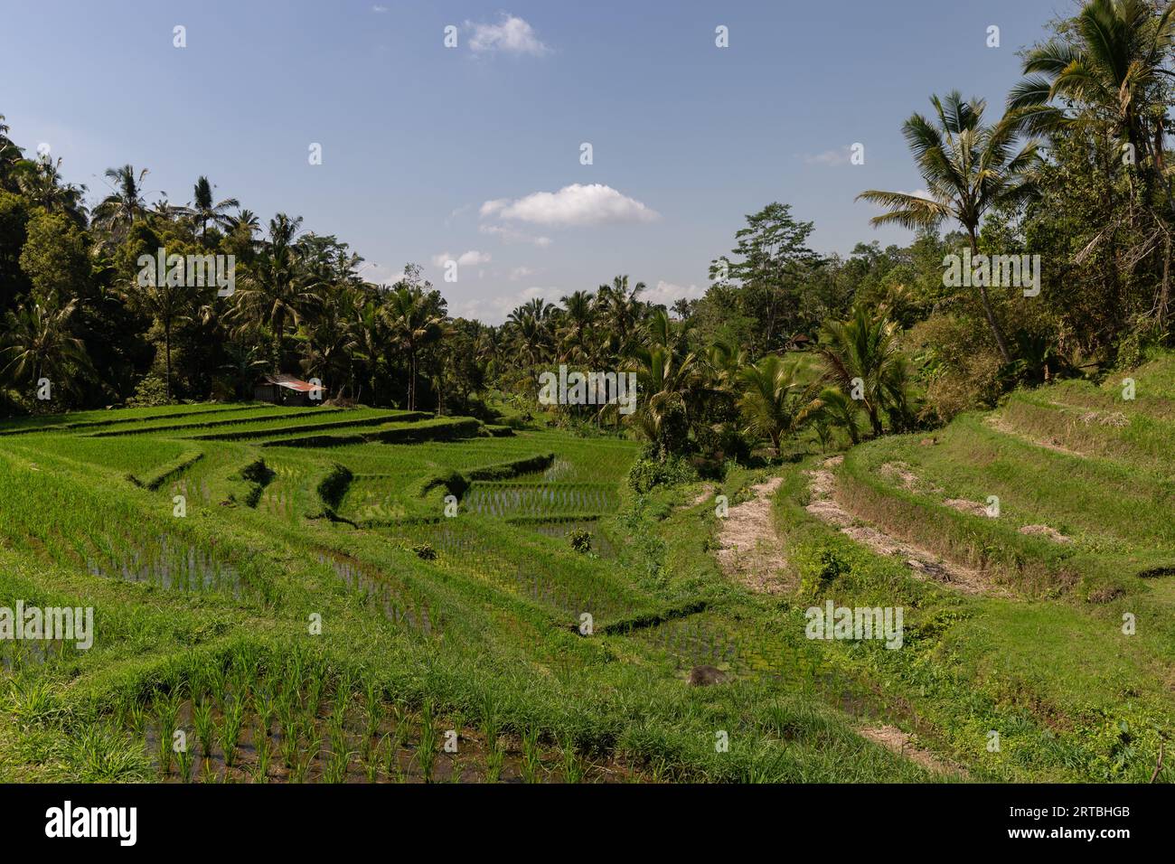 An Indonesian girl with a Bali dog taking in the breathtaking ...