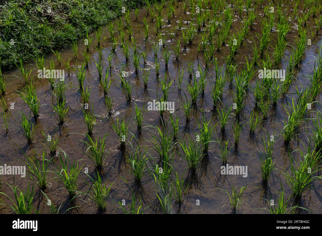 Rice plant seedlings in Jatiluwih, Bali, Indonesia Stock Photo - Alamy