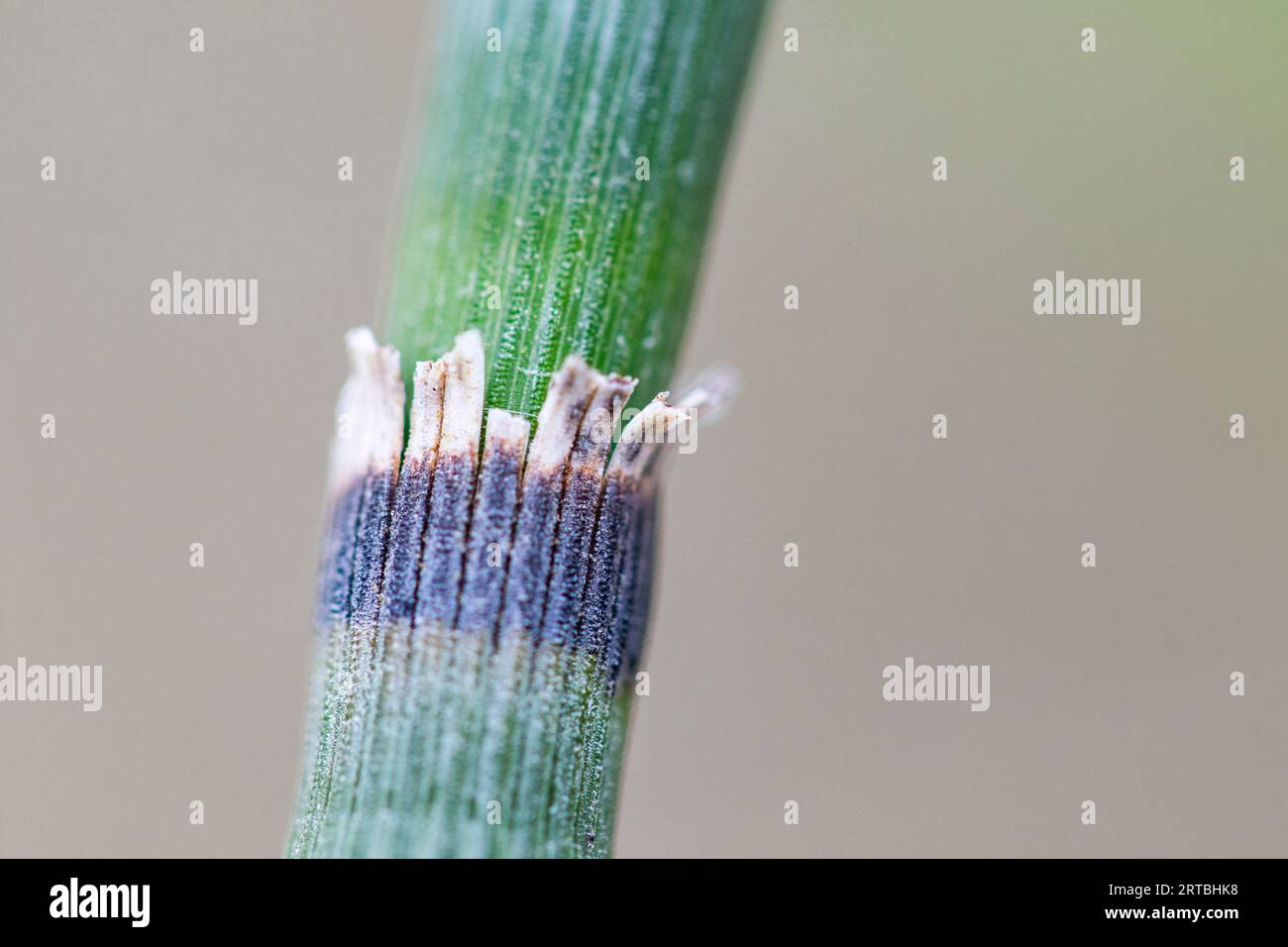 Dutch rush rushes hi-res stock photography and images - Alamy