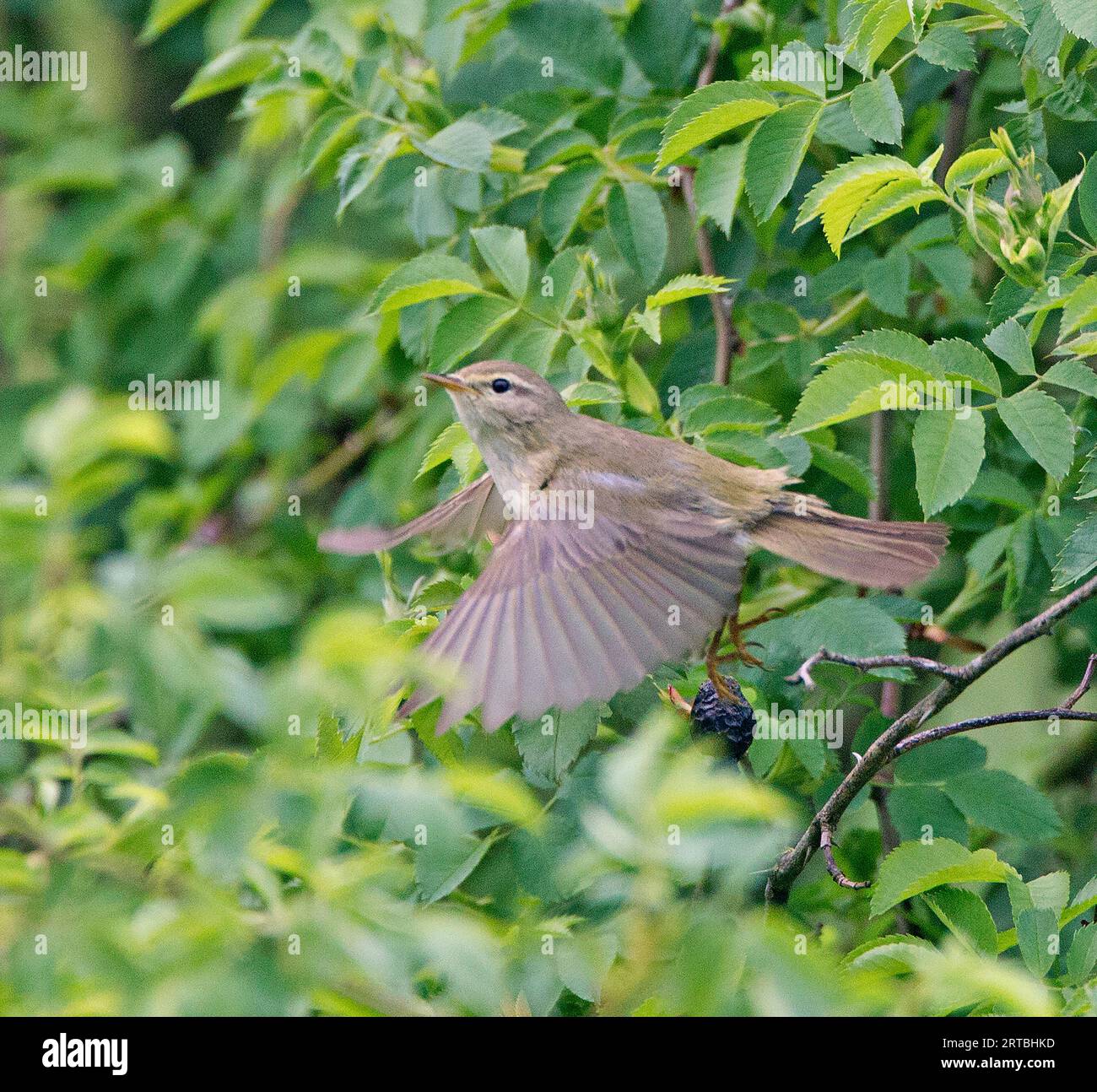 Iberian Chiffchaff (Phylloscopus ibericus), male taking off from a tree ...