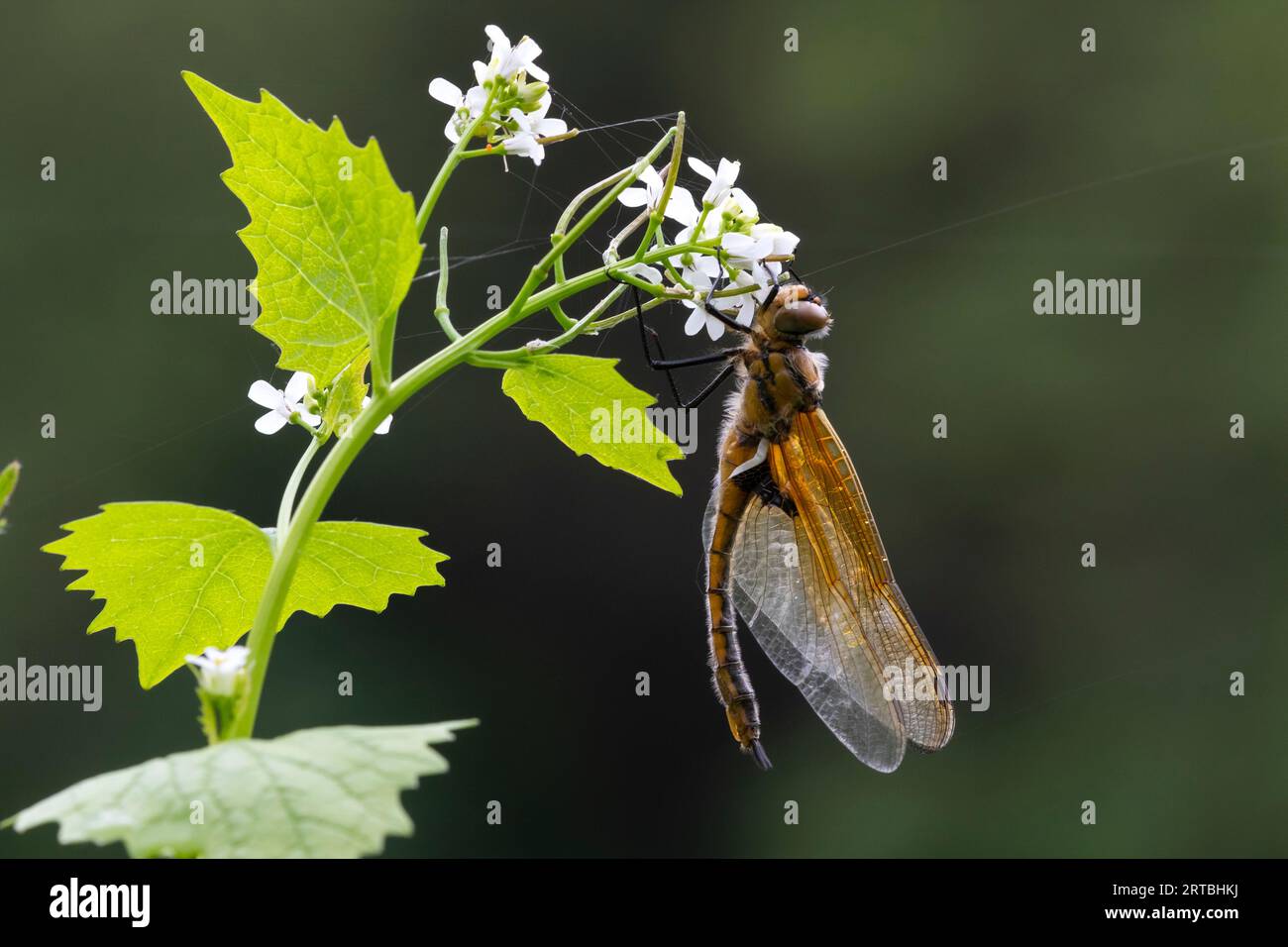 Two-spotted dragonfly, Eurasian baskettail (Epitheca bimaculata ...