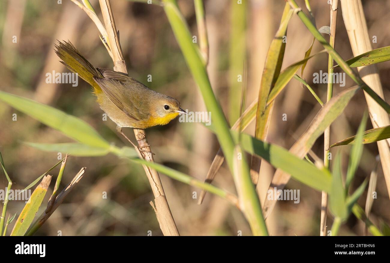 common yellowthroat, yellow bandit, Maryland yellow-throat (Geothlypis ...